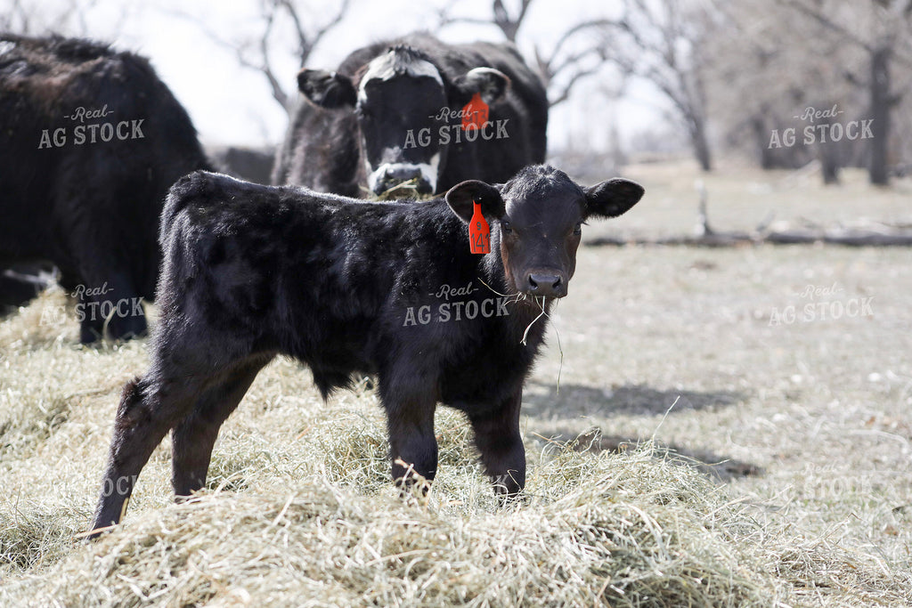 Angus Calf Eating Hay 117214 – Real Ag Stock