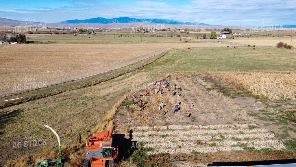 Aerial of Pumpkin Patch 122038 – Real Ag Stock
