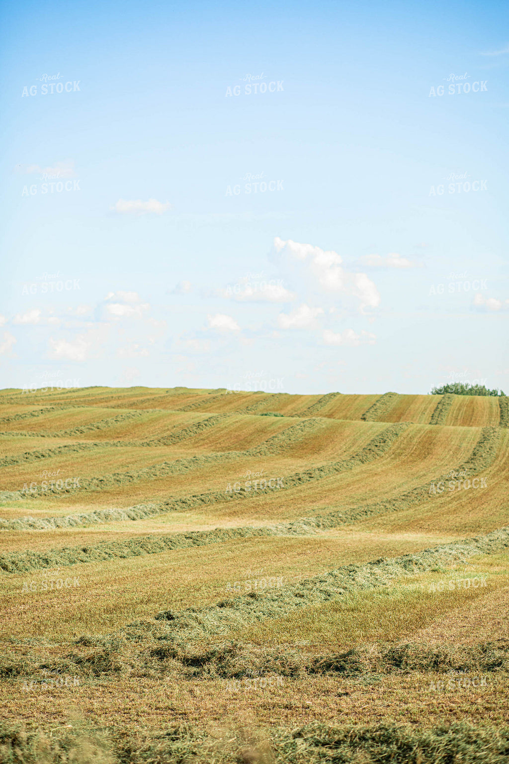 Cut Hay Field 215032 – Real Ag Stock
