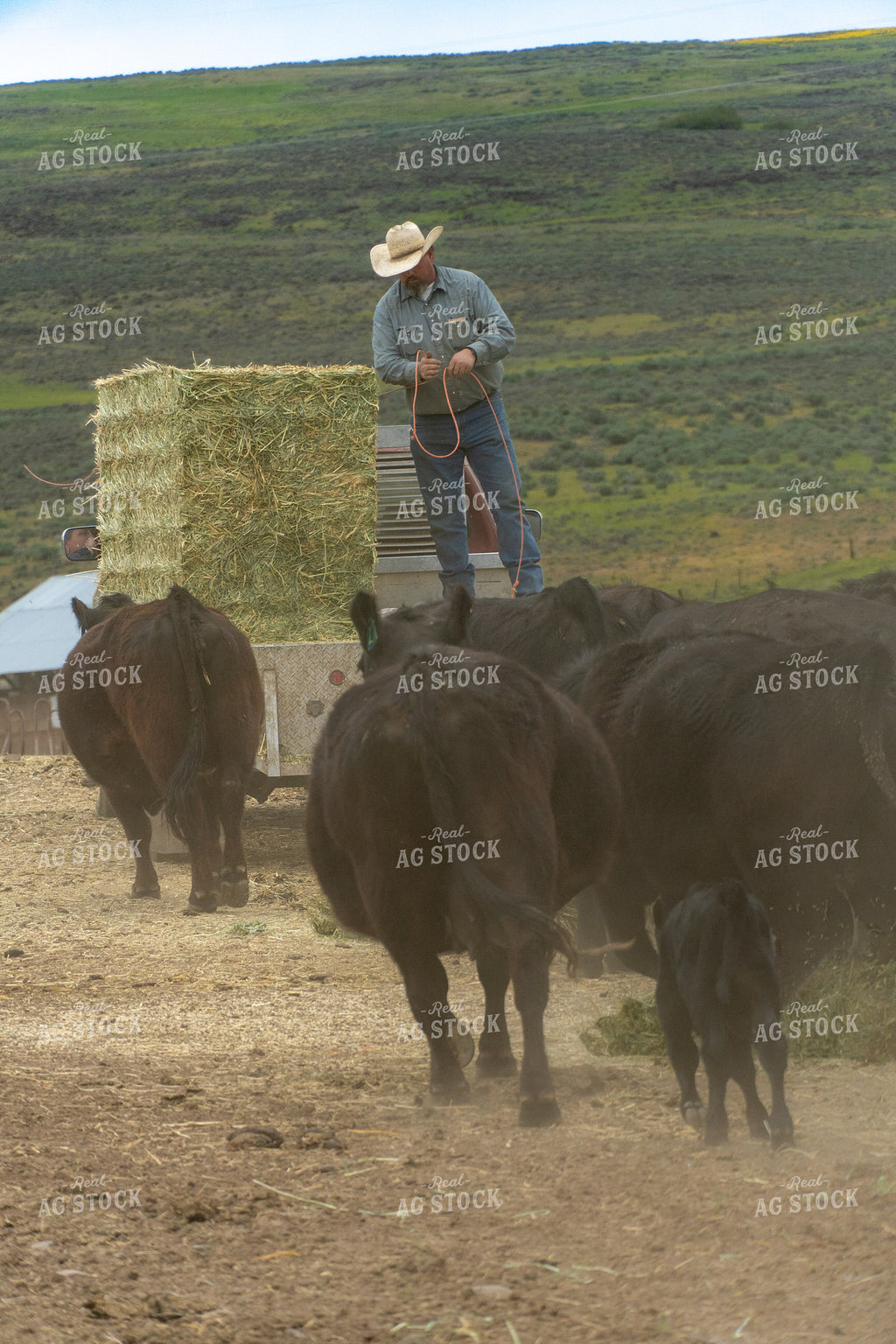 Farmer Feeding Cattle 65454 – Real Ag Stock