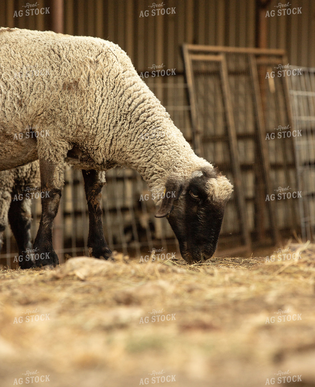 Sheep 264012 – Real Ag Stock