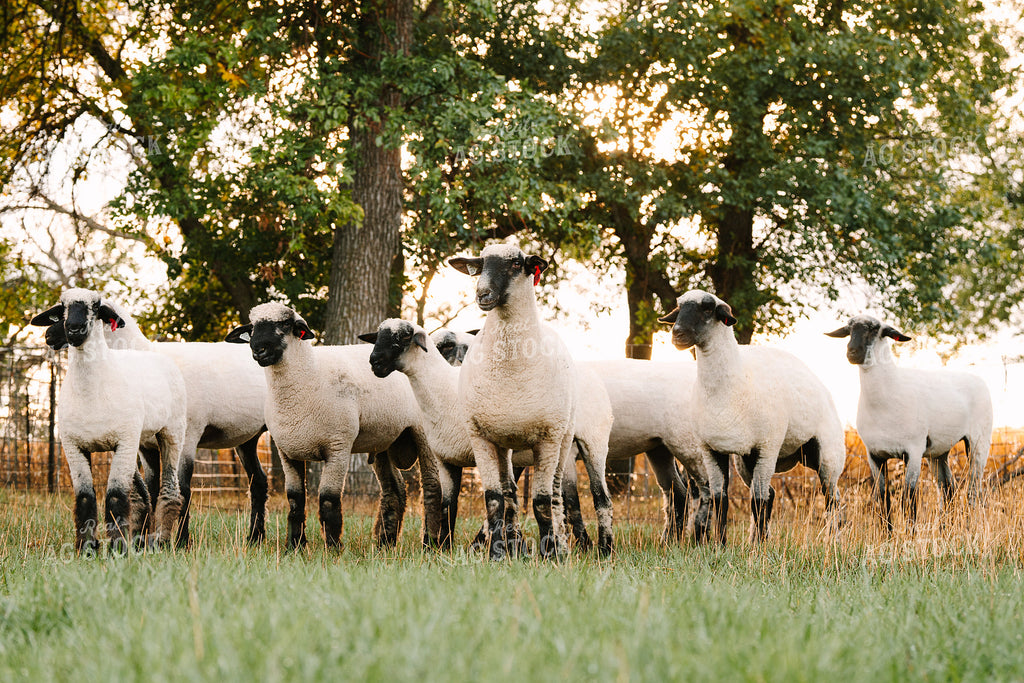 Sheep 68304 – Real Ag Stock