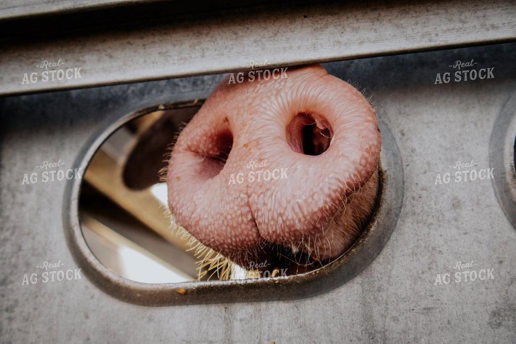 Pigs in Livestock Trailer 289030 – Real Ag Stock