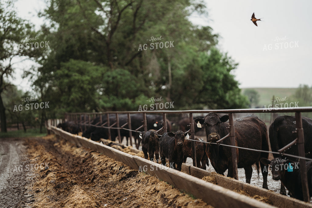 Angus Cattle in Pen Feedlot 196170 – Real Ag Stock