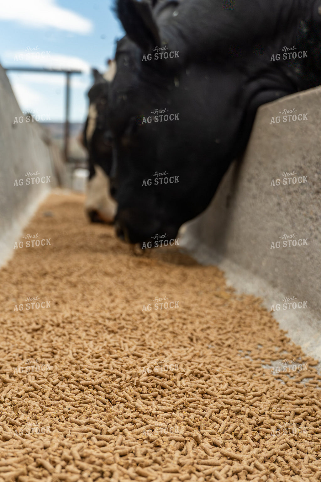 Cattle Feed in Trough 65444 – Real Ag Stock