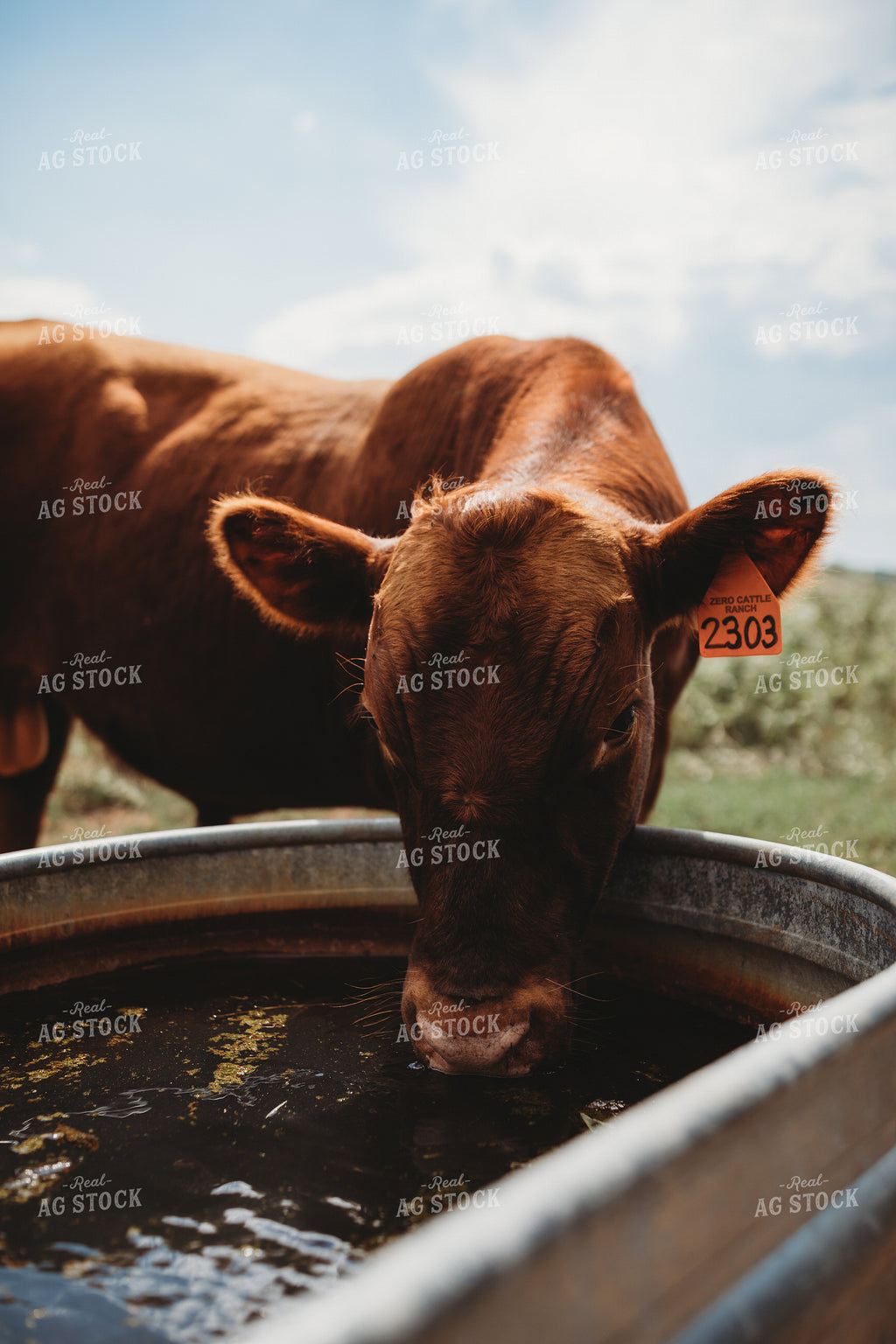 Red Angus at Water Trough 203065 – Real Ag Stock