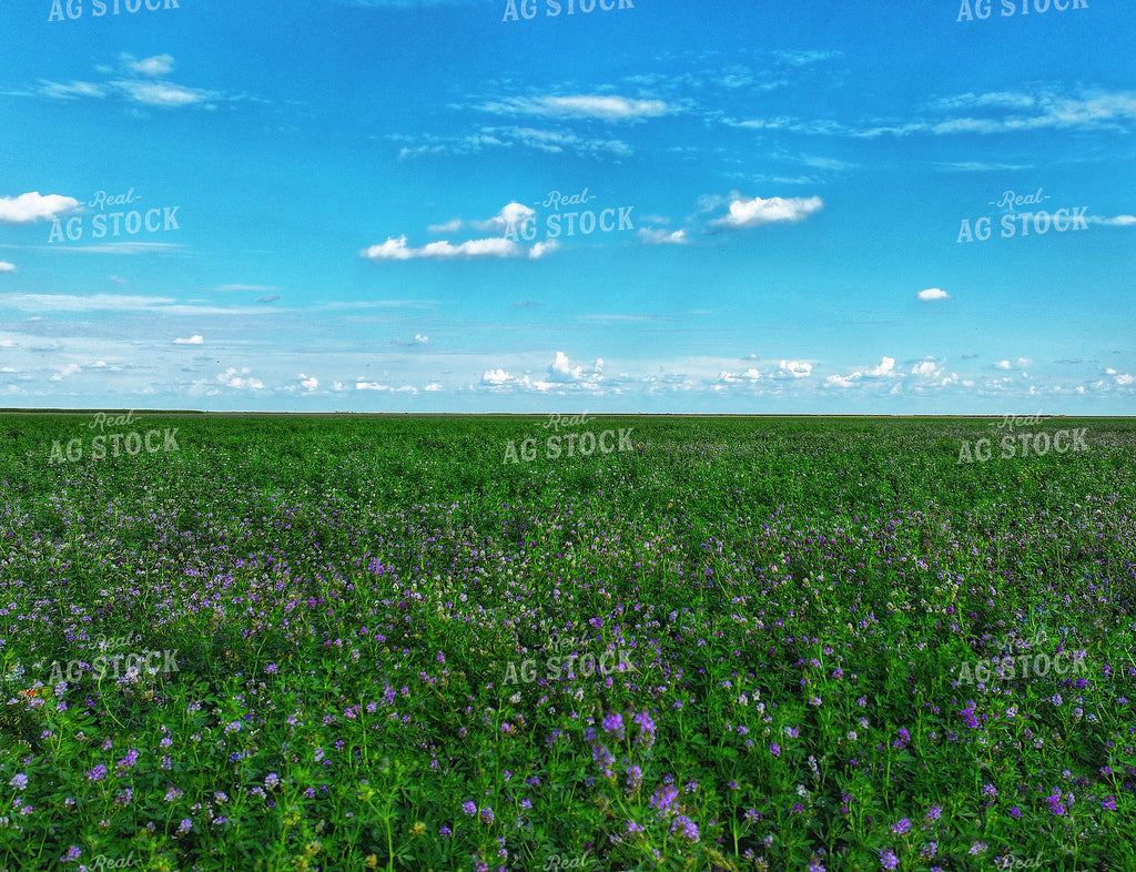 Midseason Hay Field 141384 – Real Ag Stock