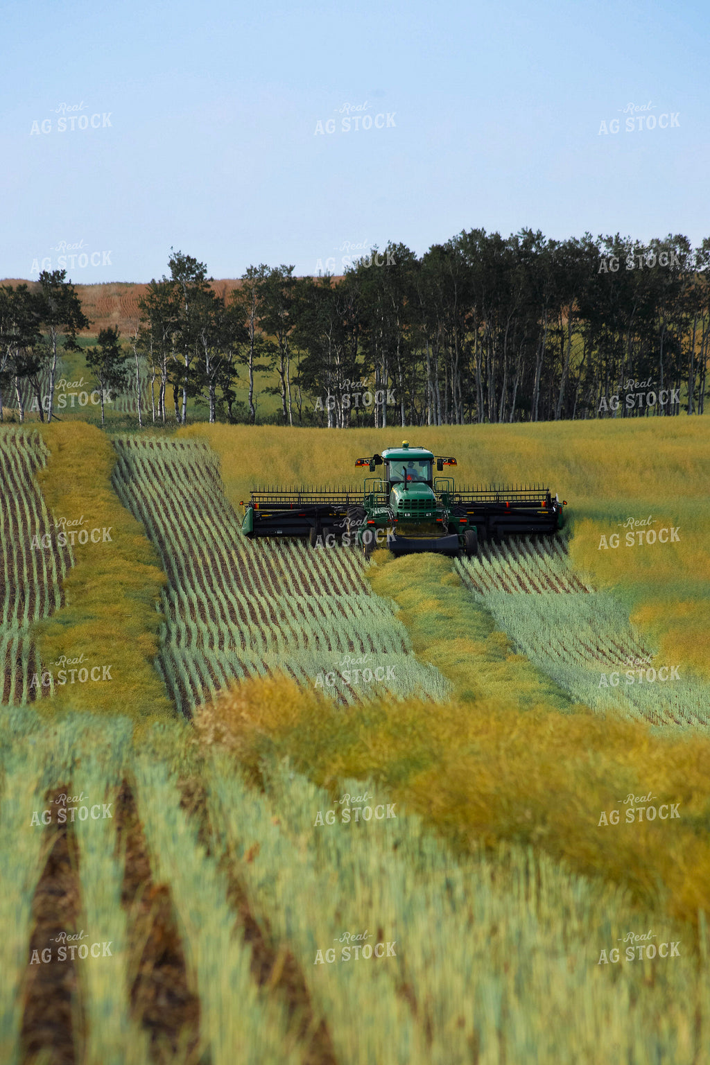 Swathing Hay 187097 – Real Ag Stock