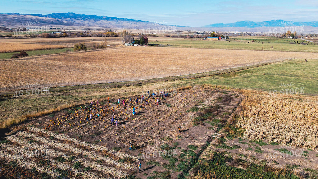 Aerial of Pumpkin Patch 122039 – Real Ag Stock