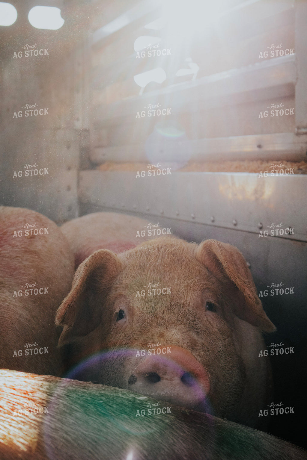Pigs in Livestock Trailer 289032 – Real Ag Stock