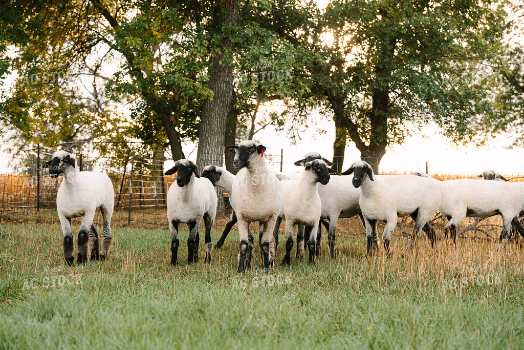 Sheep 68303 – Real Ag Stock